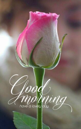 217+ Good Morning Images With Beautiful Flowers