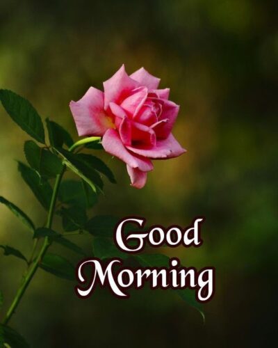 217+ Good Morning Images With Beautiful Flowers