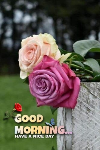 217+ Good Morning Images With Beautiful Flowers