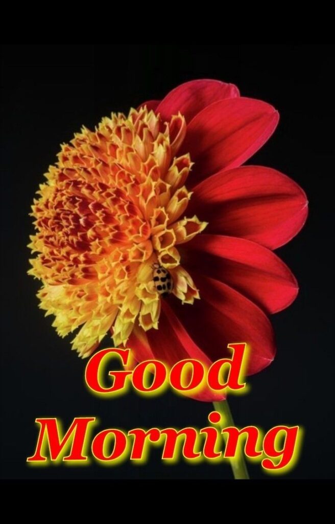 50+ Marigold Flower Good Morning Images