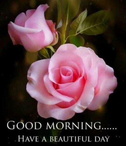 217+ Good Morning Images With Beautiful Flowers