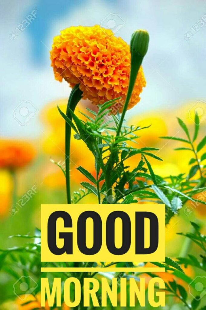 50+ Marigold Flower Good Morning Images