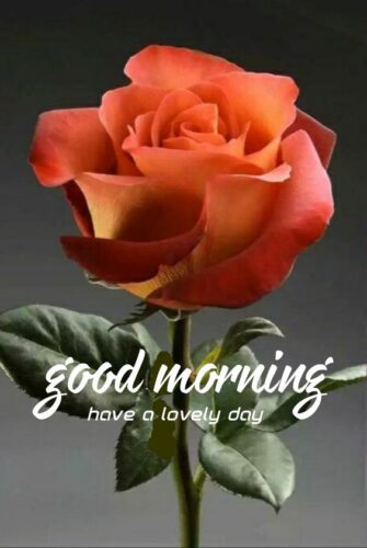 217+ Good Morning Images With Beautiful Flowers